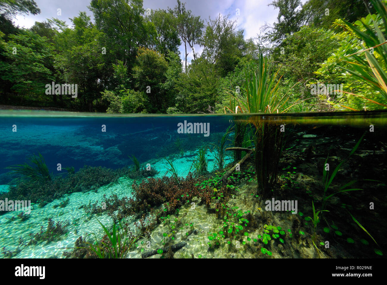 Ichetucknee Springs State Park, Florida Stockfotografie - Alamy