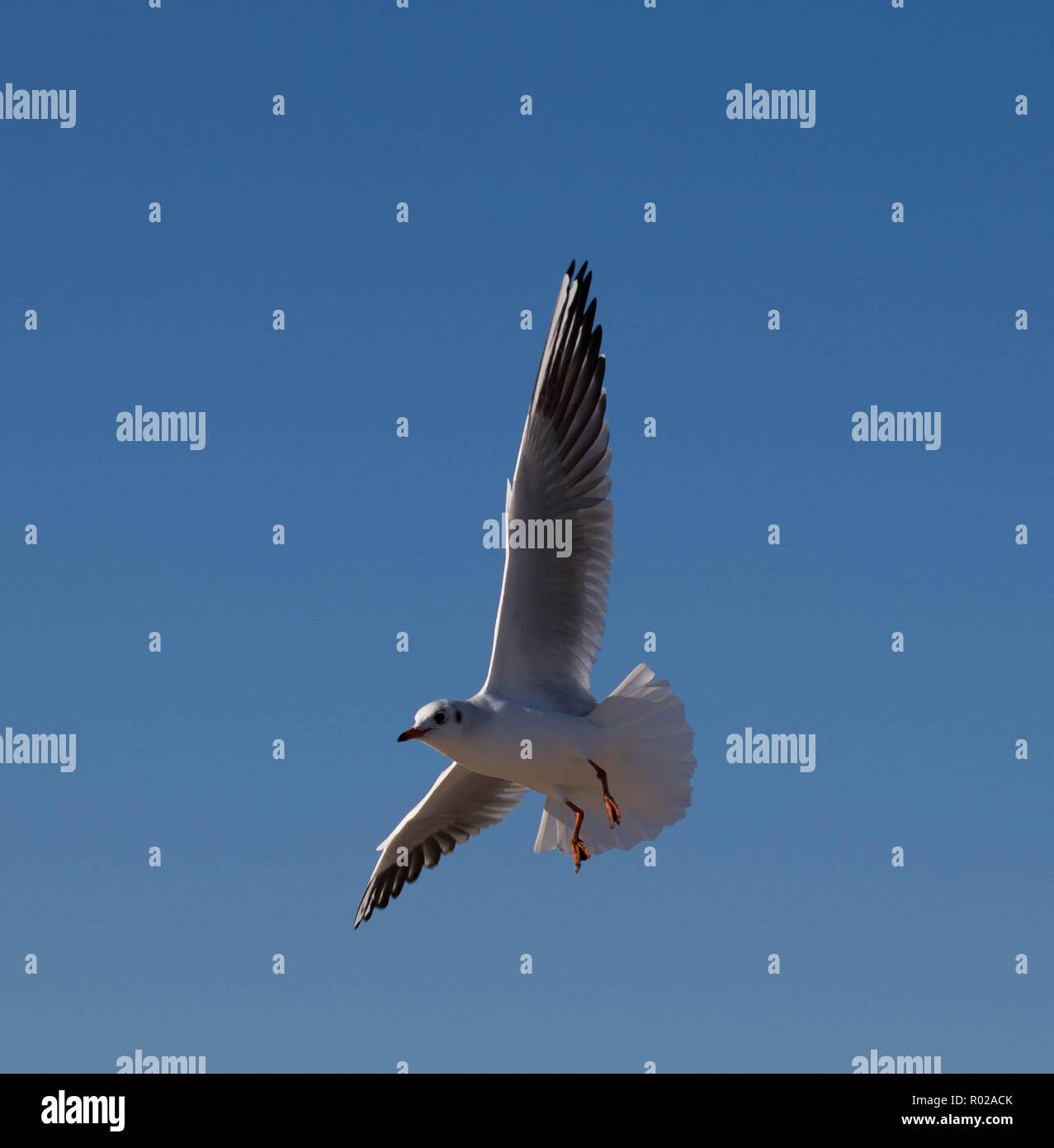 Möwe bilder -Fotos und -Bildmaterial in hoher Auflösung – Alamy