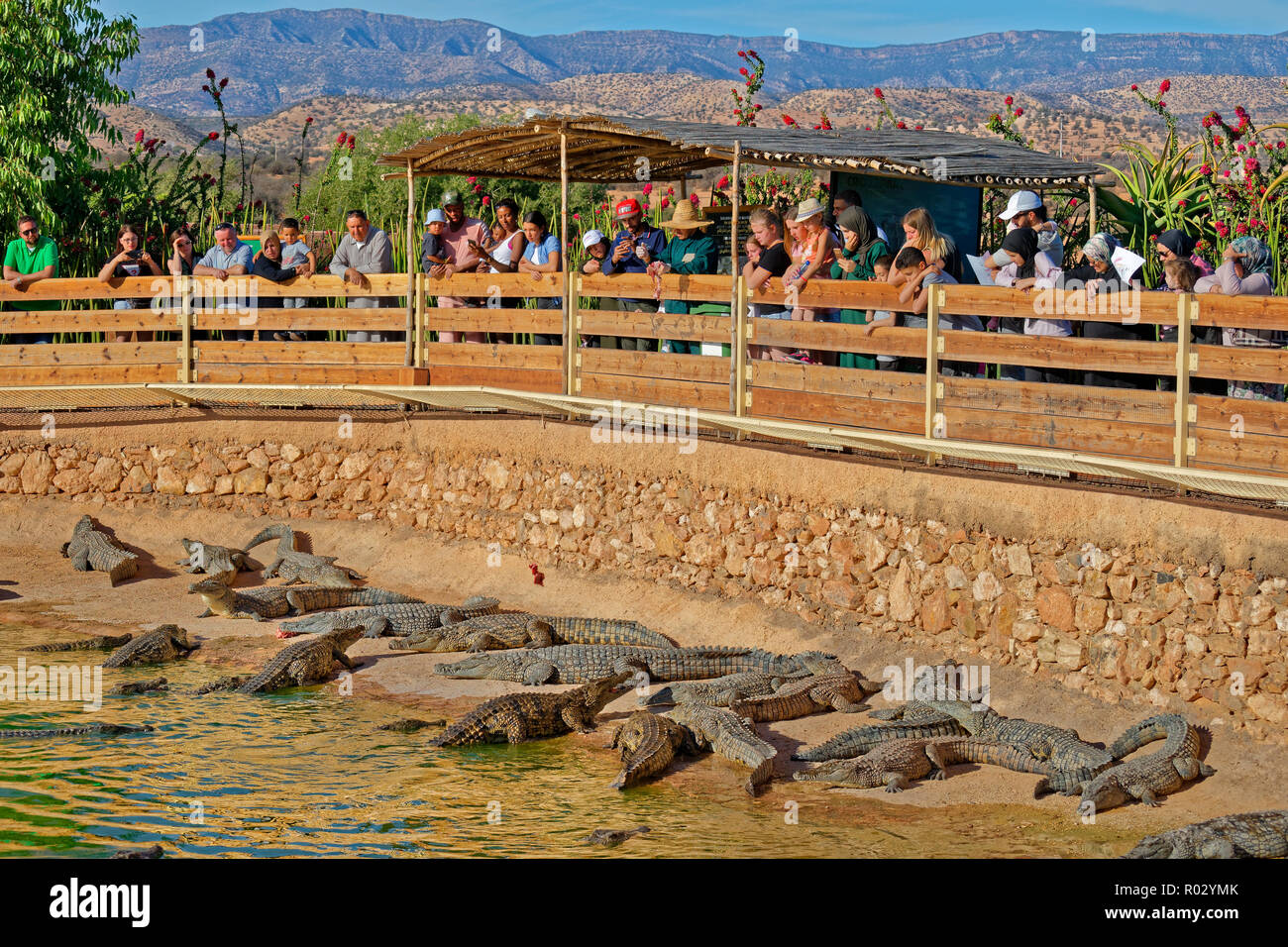 Marokkanischer krokodilpark -Fotos und -Bildmaterial in hoher Auflösung ...