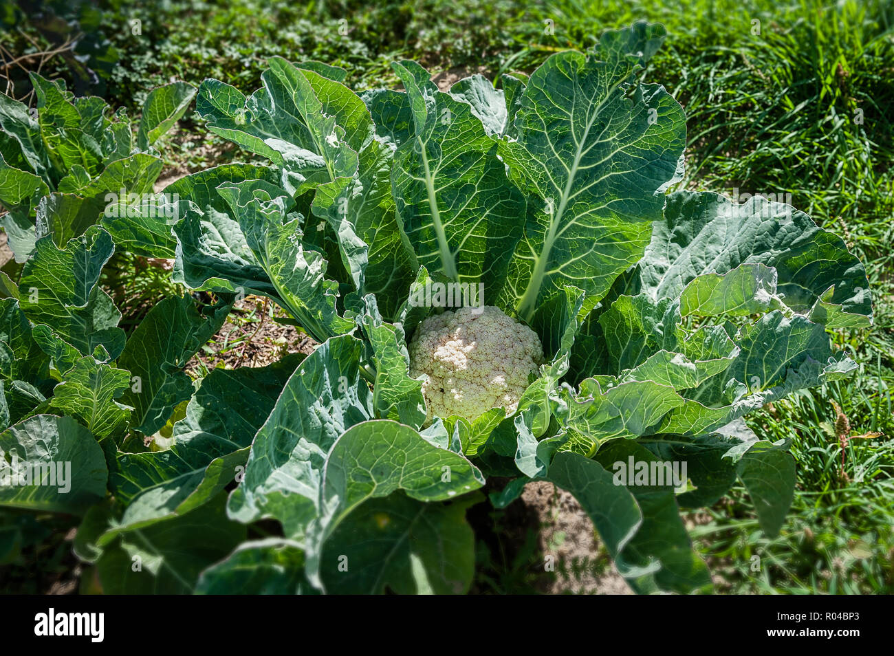 Blumenkohl im freien -Fotos und -Bildmaterial in hoher Auflösung – Alamy