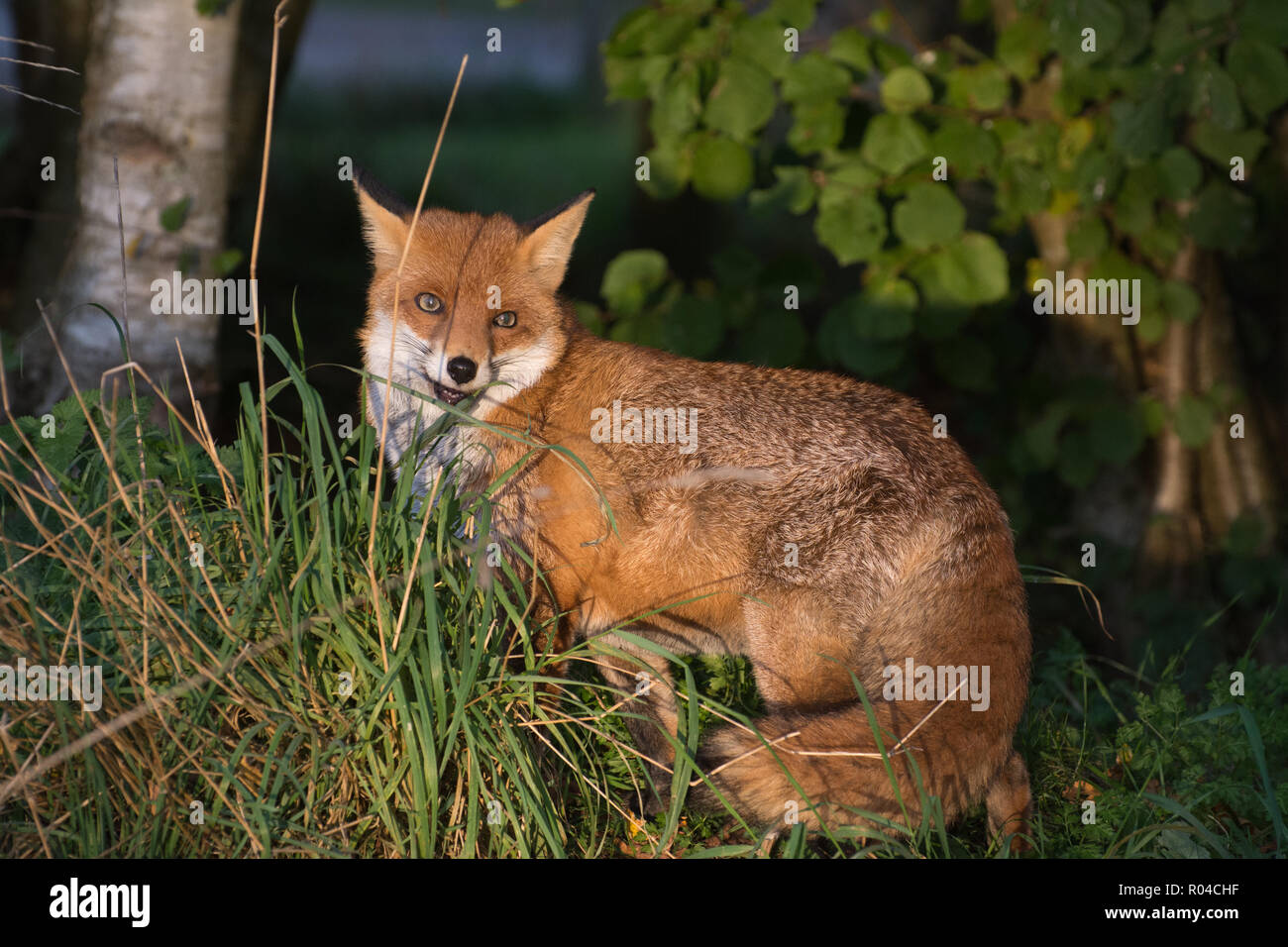 Fuchs rotfuchs lebensraum -Fotos und -Bildmaterial in hoher Auflösung ...