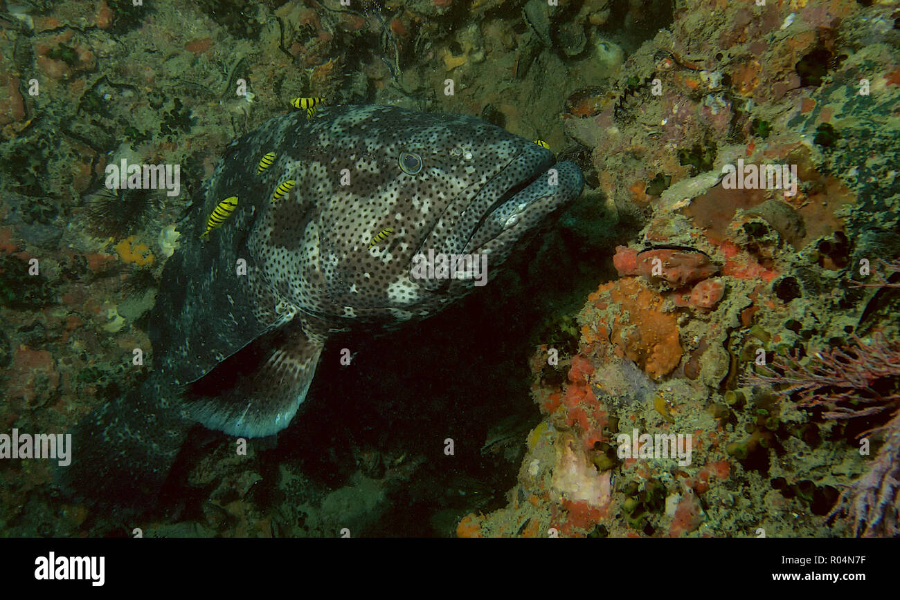 Gulf grouper -Fotos und -Bildmaterial in hoher Auflösung – Alamy