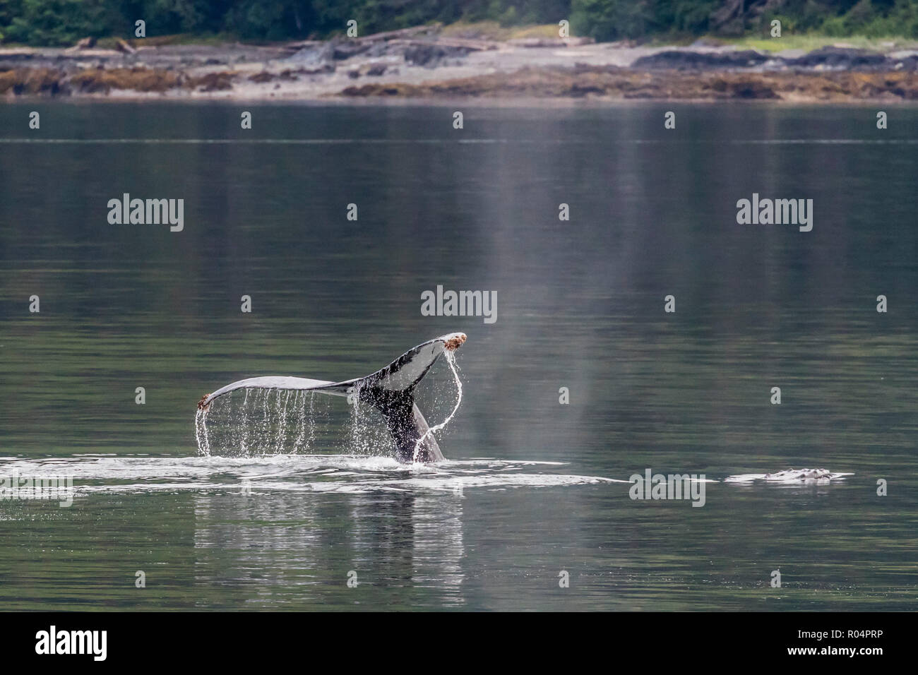 Klingender tauchgang Stockfotos und -bilder Kaufen - Alamy