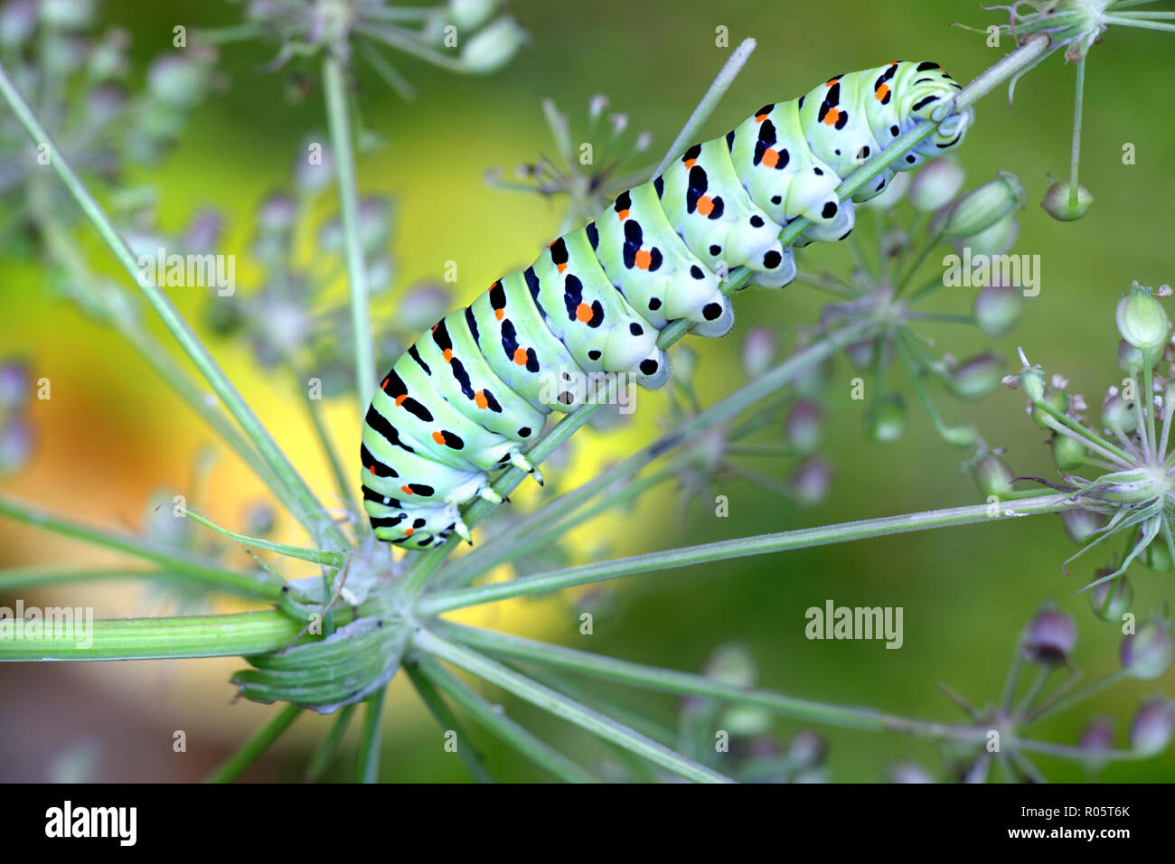Schwalbenschwanzschmetterling raupe -Fotos und -Bildmaterial in hoher ...