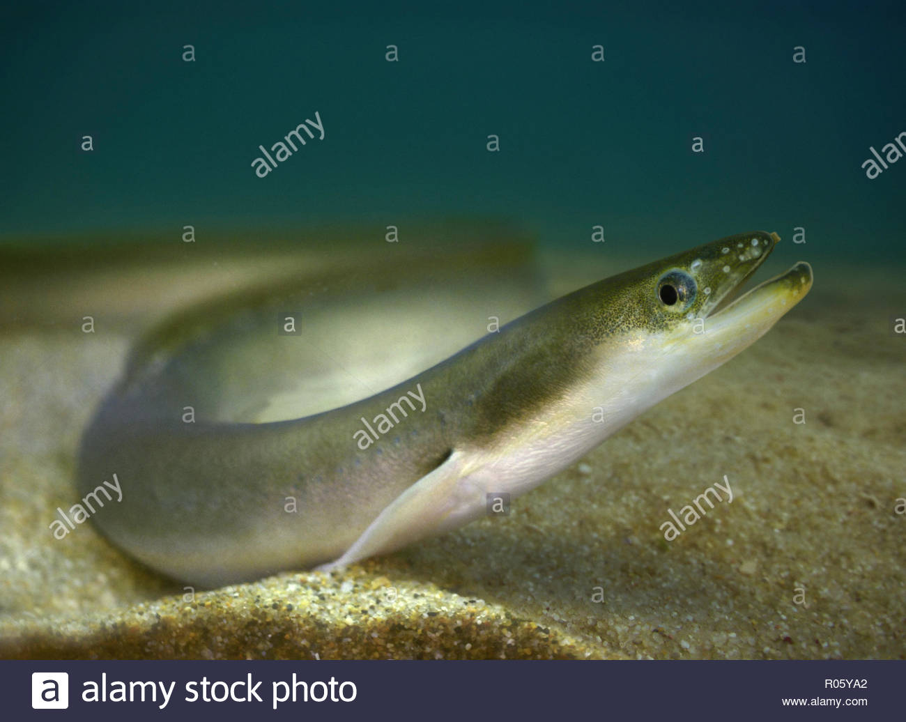 Anguilla Anguilla Eel Sea Stockfotos und -bilder Kaufen - Alamy
