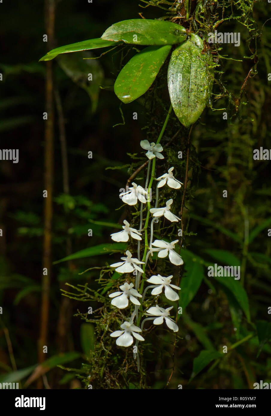 Afrikanische Orchidee Stockfotos und -bilder Kaufen - Alamy