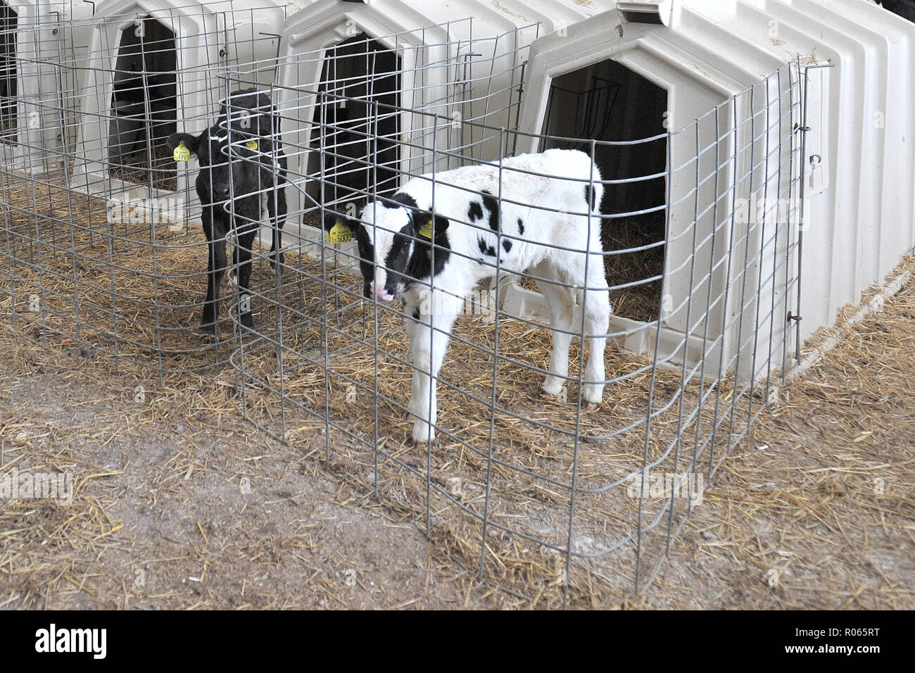 Meat eating bull -Fotos und -Bildmaterial in hoher Auflösung – Alamy