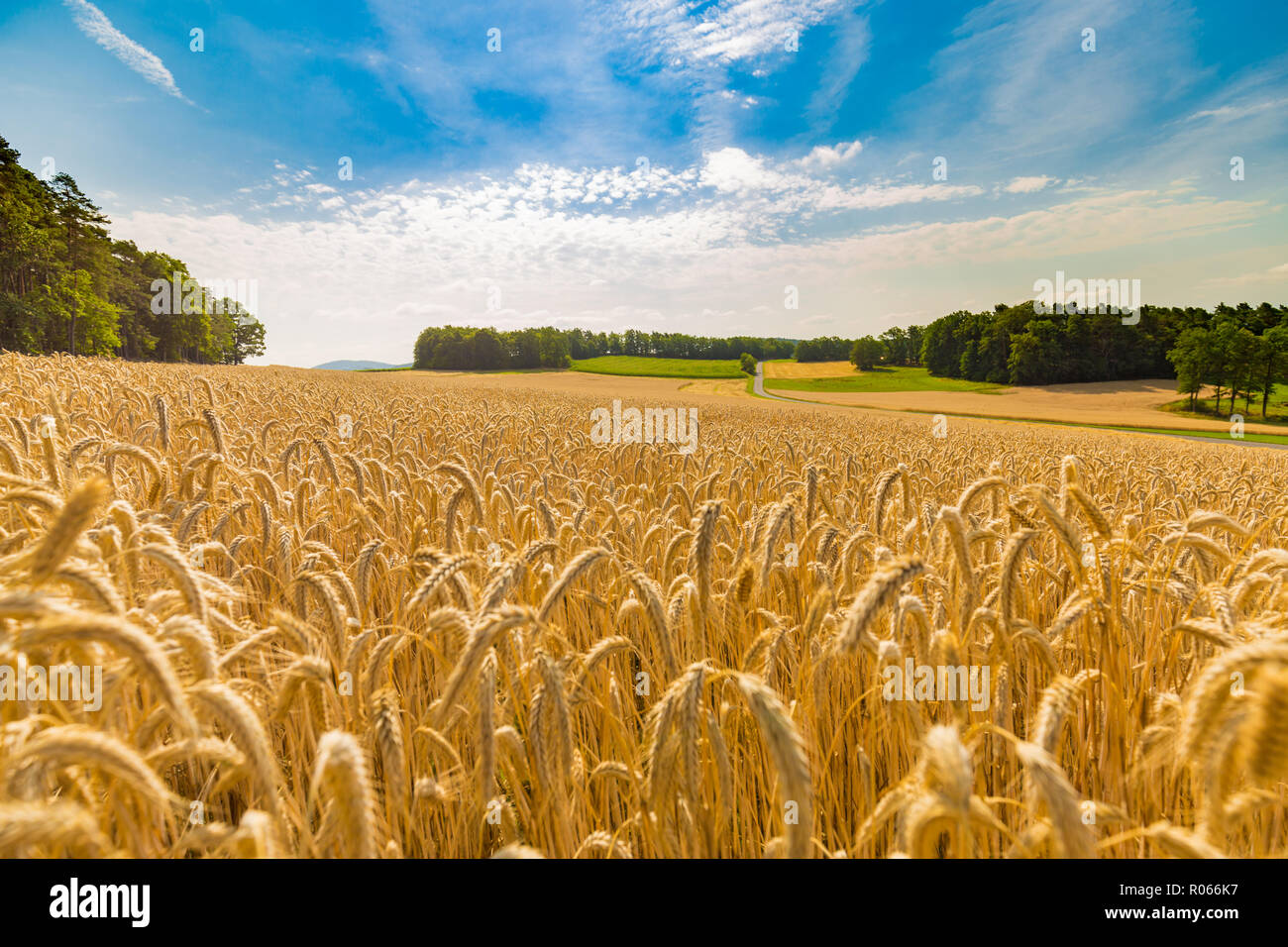 Wheat field -Fotos und -Bildmaterial in hoher Auflösung – Alamy