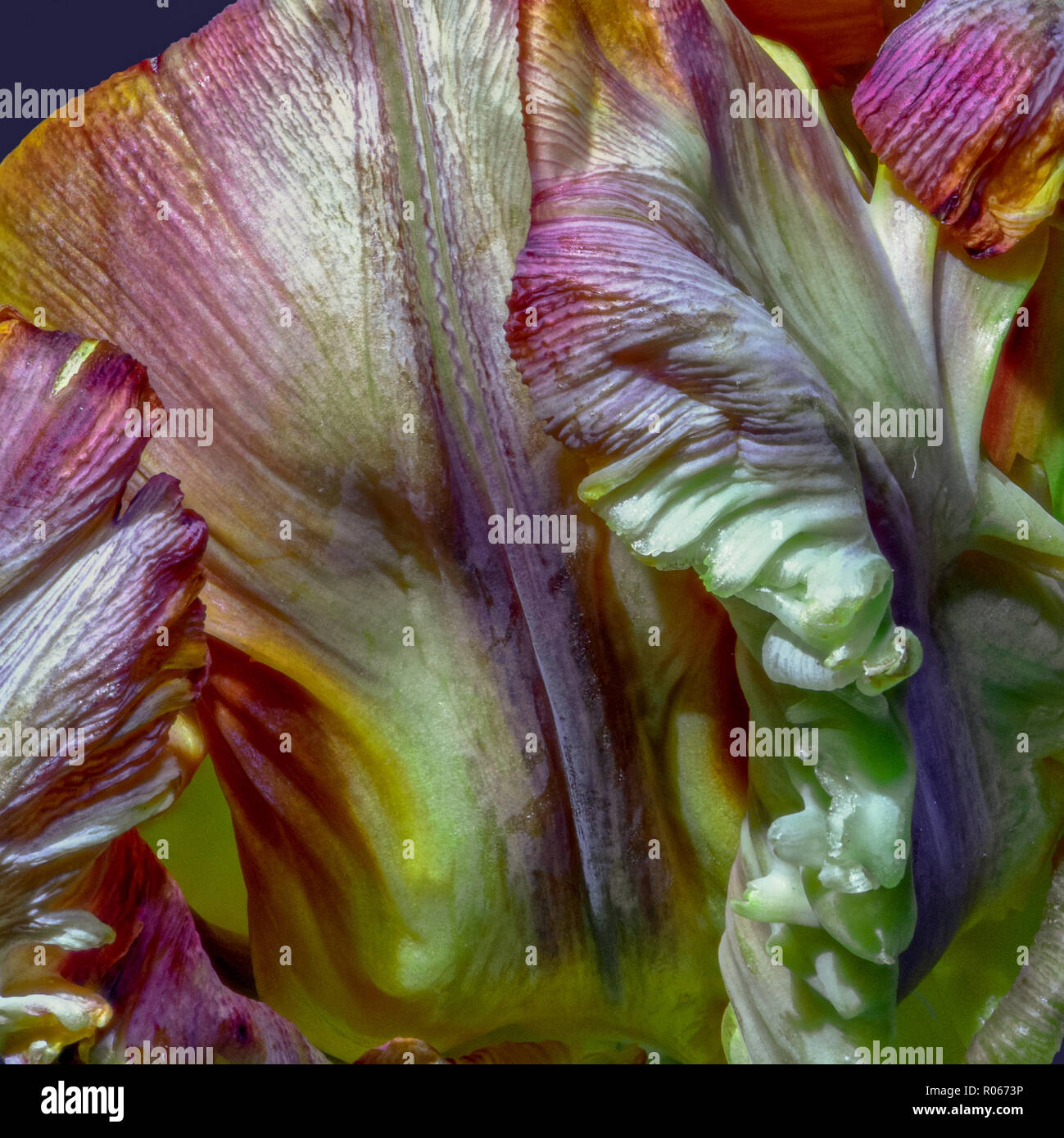 Fantastischer realismus stil -Fotos und -Bildmaterial in hoher Auflösung – Alamy