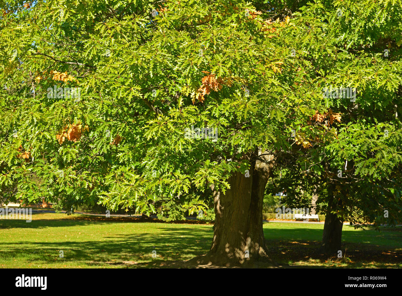 Quercus rubra (Quercus borealis), die gemeinhin als Roteiche oder ...