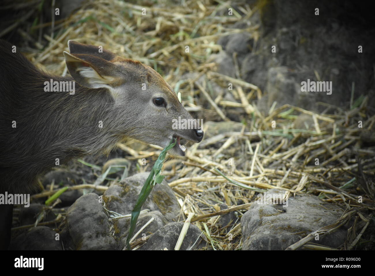 Hirsche wald bach -Fotos und -Bildmaterial in hoher Auflösung – Alamy