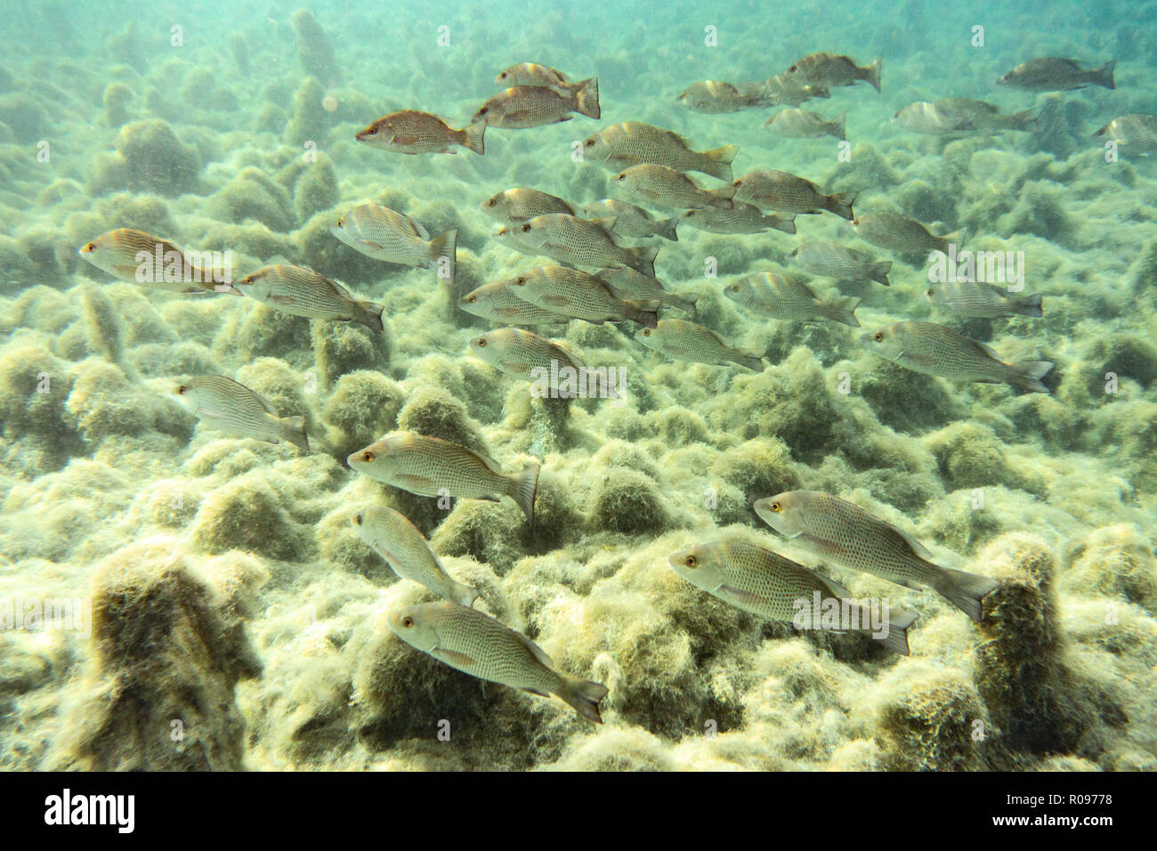 Mangrove snapper lutjanus griseus in -Fotos und -Bildmaterial in hoher ...