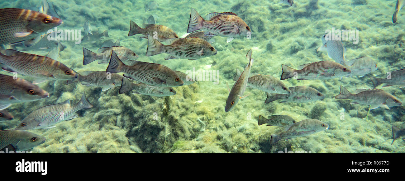 Mangrove snapper lutjanus griseus in -Fotos und -Bildmaterial in hoher ...