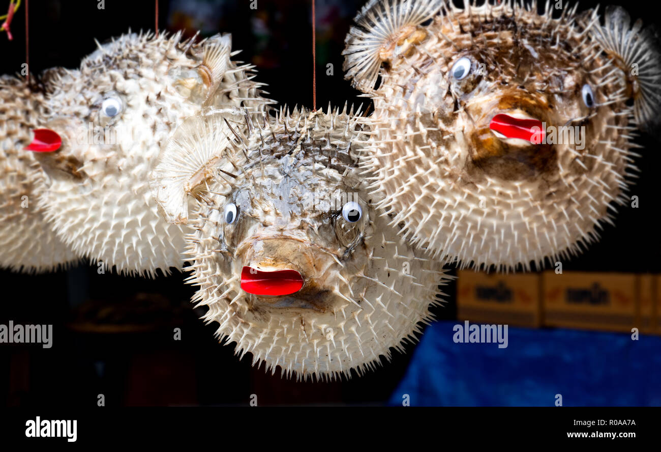Fugu fisch -Fotos und -Bildmaterial in hoher Auflösung – Alamy