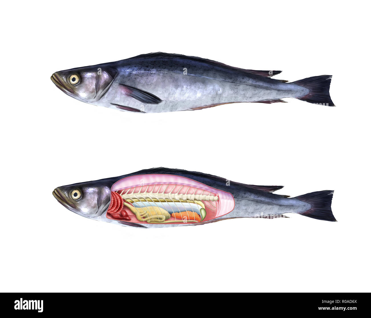 Fisch anatomie -Fotos und -Bildmaterial in hoher Auflösung – Alamy