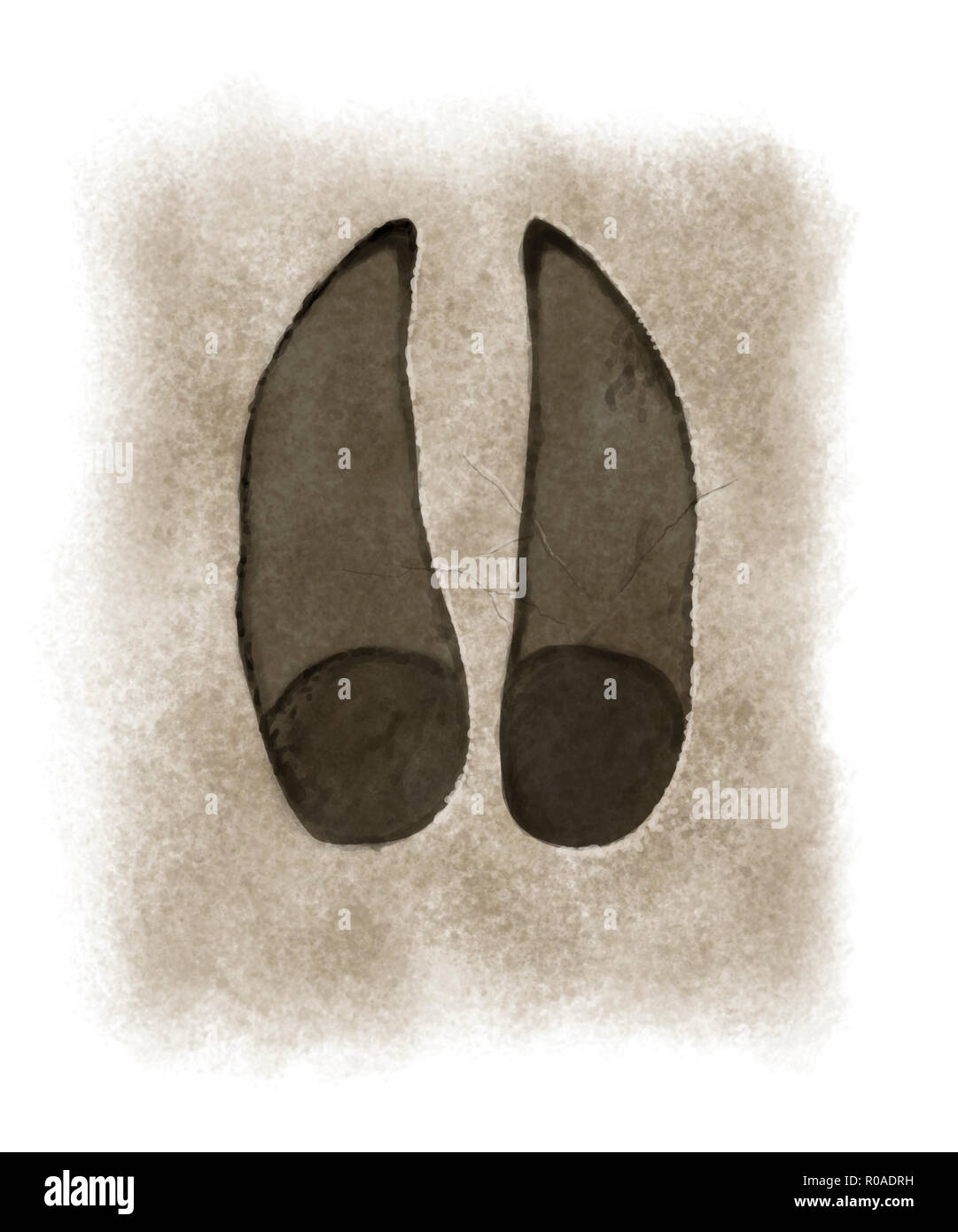 Fußabdruck hirsch -Fotos und -Bildmaterial in hoher Auflösung – Alamy