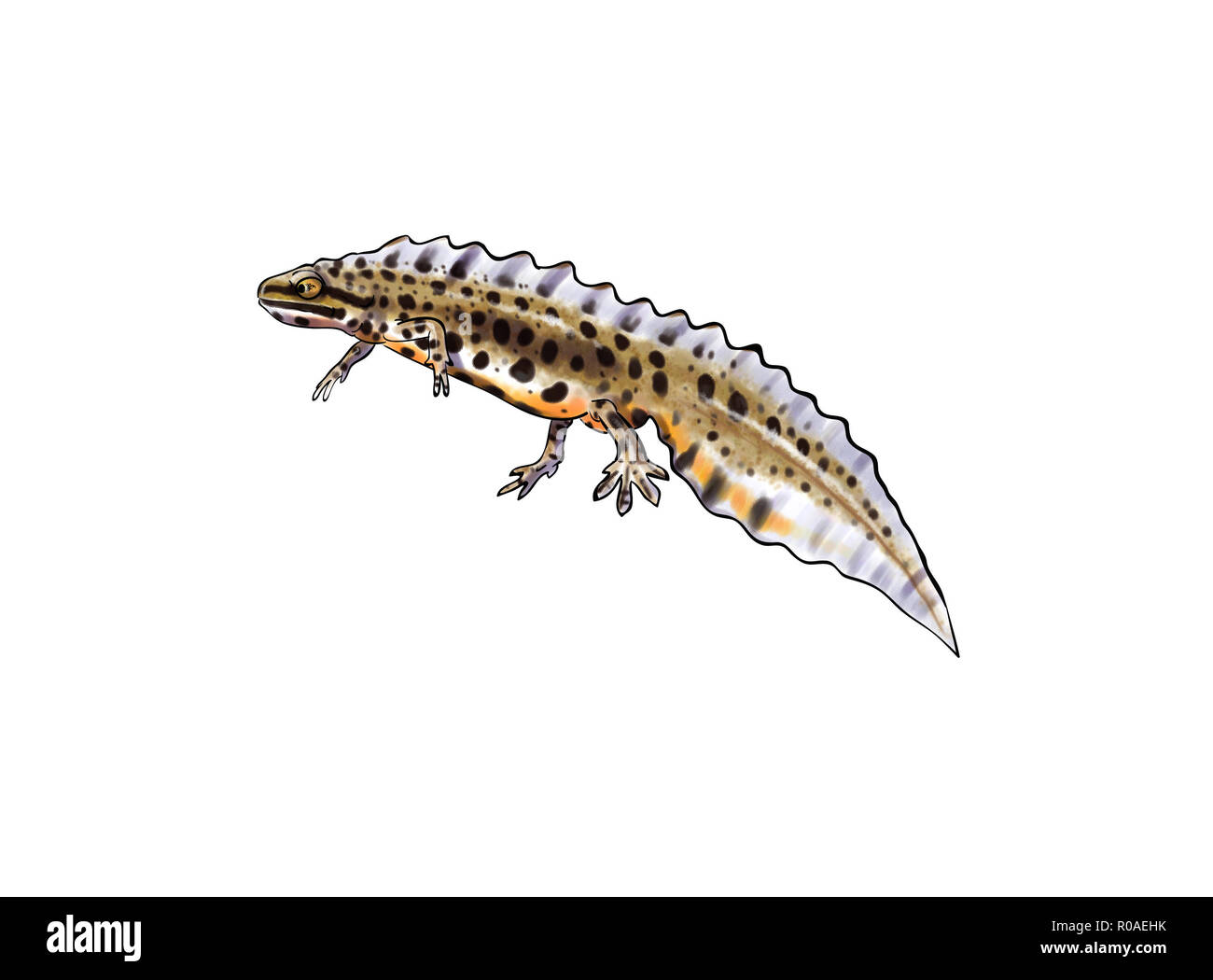 Illustration of newt -Fotos und -Bildmaterial in hoher Auflösung – Alamy