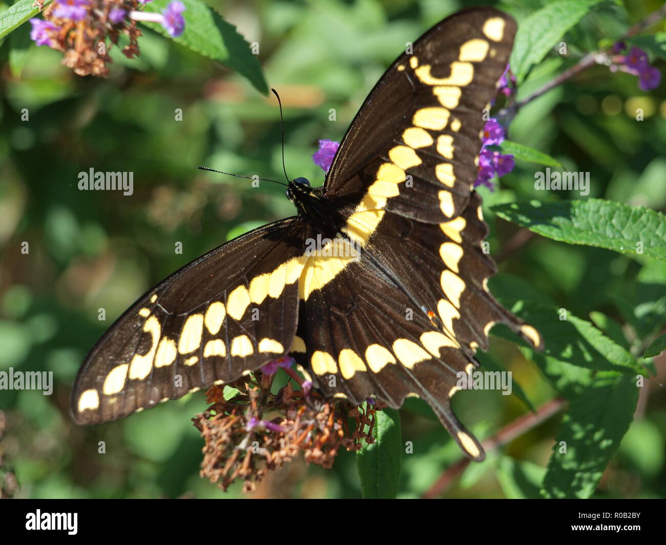 Schmetterlinge Schwarz Gelb