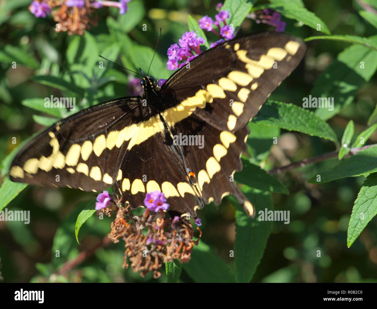 Schmetterlinge Schwarz Gelb