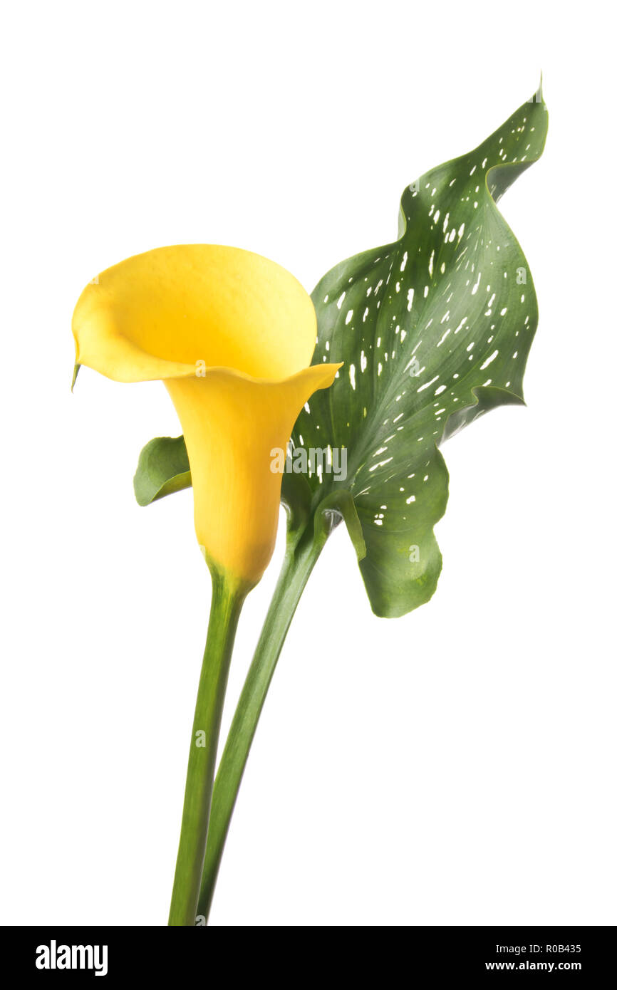 Einzelne gelbe Calla Blume auf weißem Hintergrund Stockfotografie - Alamy