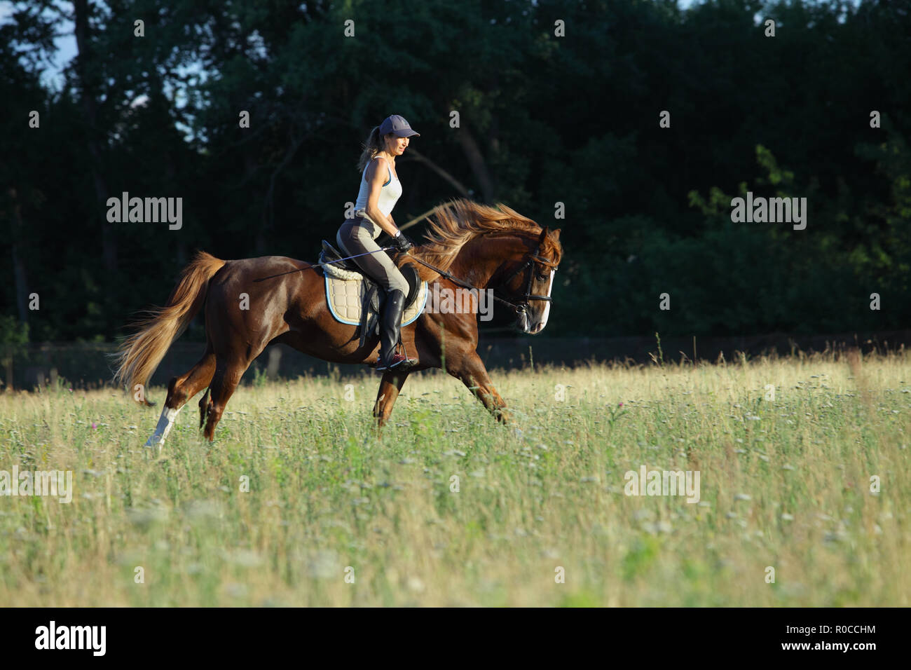 Reiter stehendes pferd -Fotos und -Bildmaterial in hoher Auflösung – Alamy