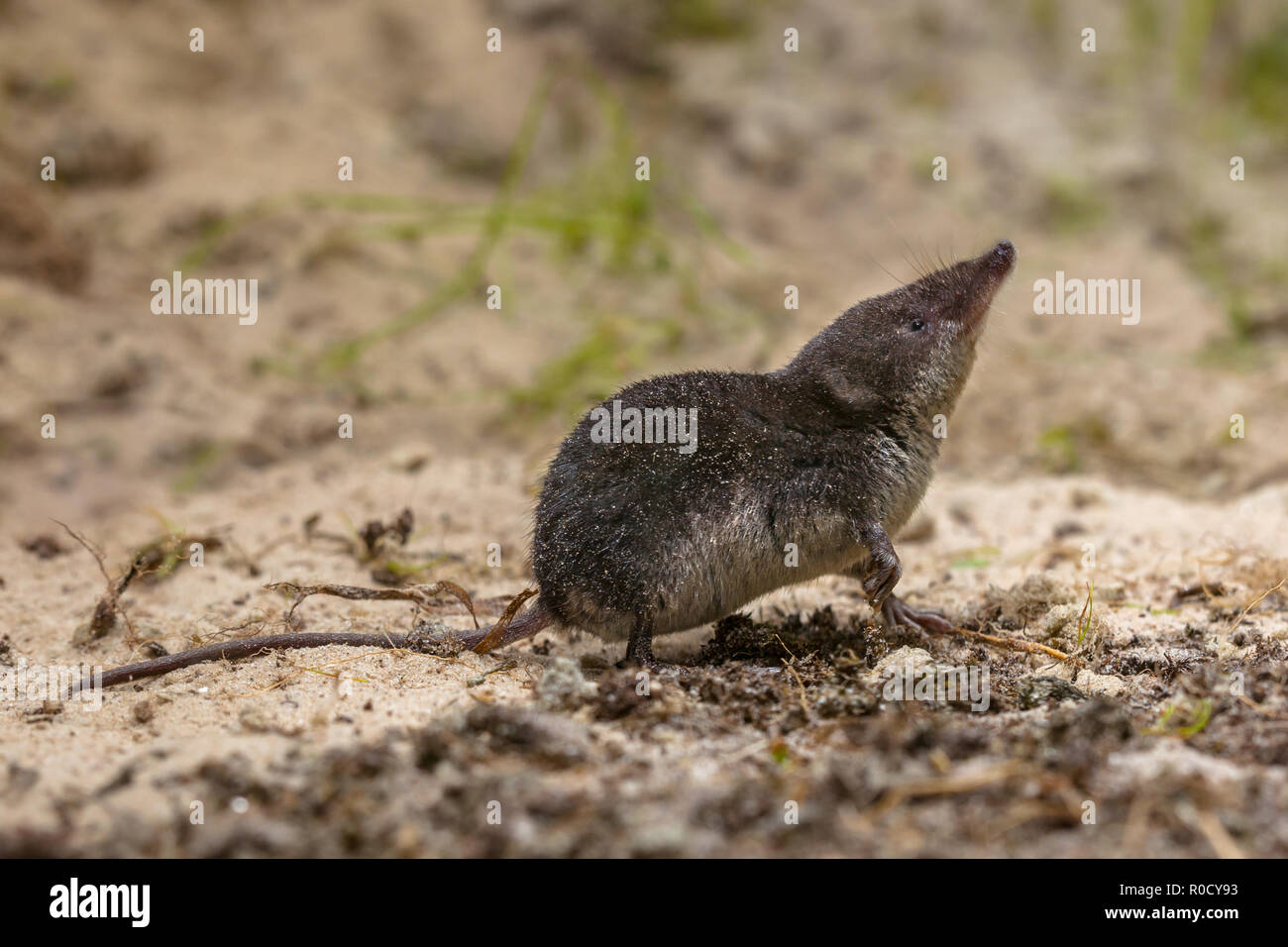 Rock spitzmaus -Fotos und -Bildmaterial in hoher Auflösung – Alamy