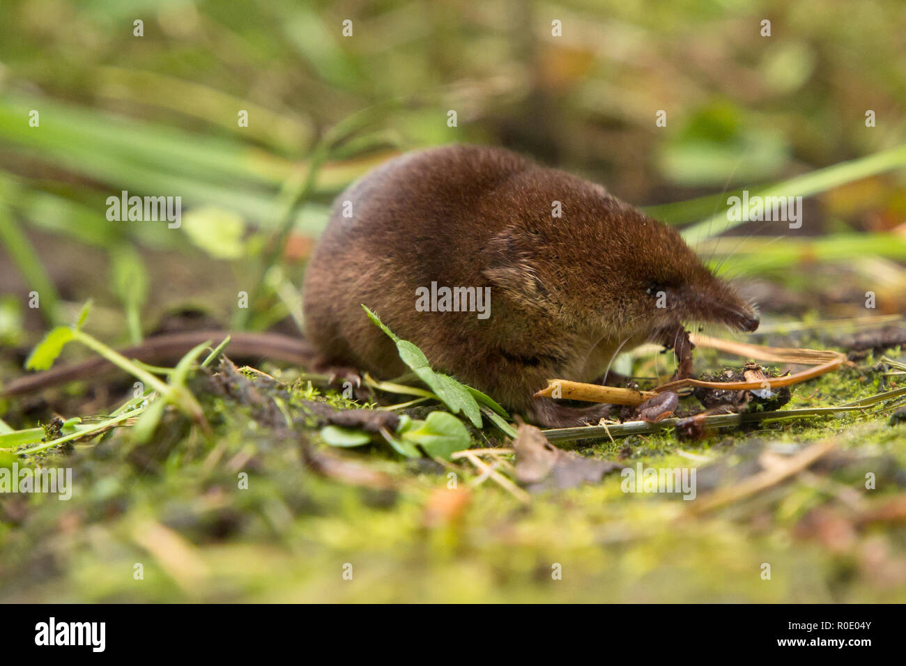 Sorex araneus -Fotos und -Bildmaterial in hoher Auflösung – Alamy