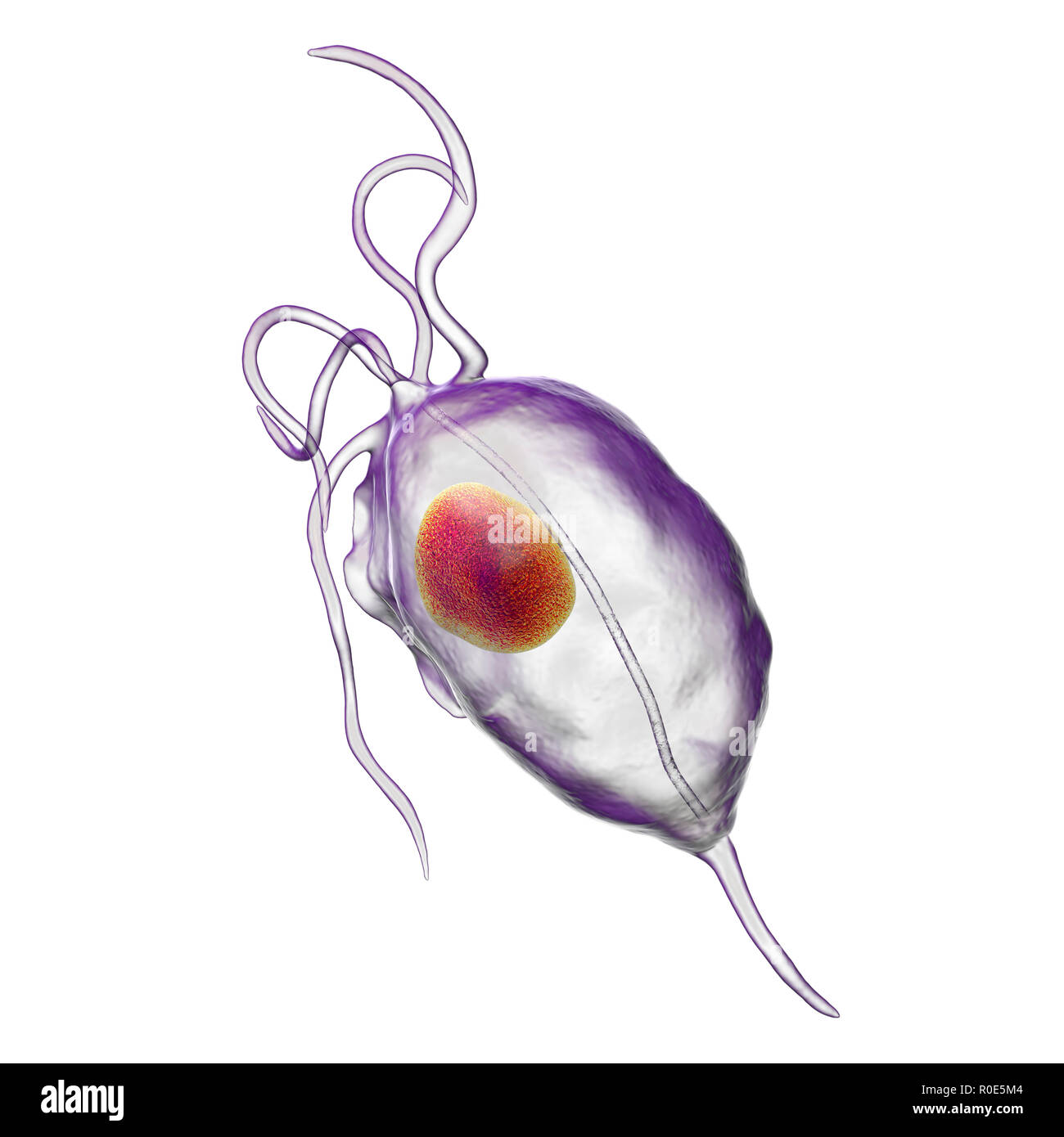 Trichomonas vaginalis, computer Abbildung. Trichomonas Vaginalis ist ...