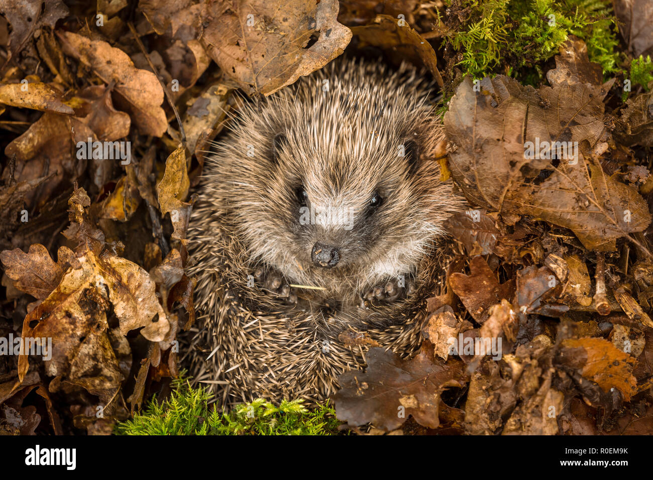 Zusammengerollter Igel Stockfotos & Zusammengerollter Igel Bilder - Alamy