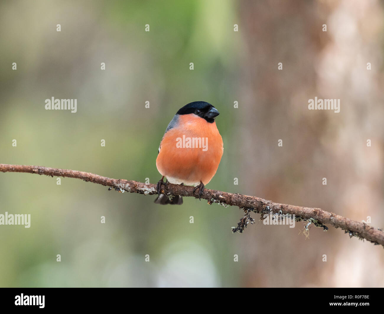 Eurasischen Dompfaff, gemeinsame Dompfaff oder Gimpel (Pyrrhula ...