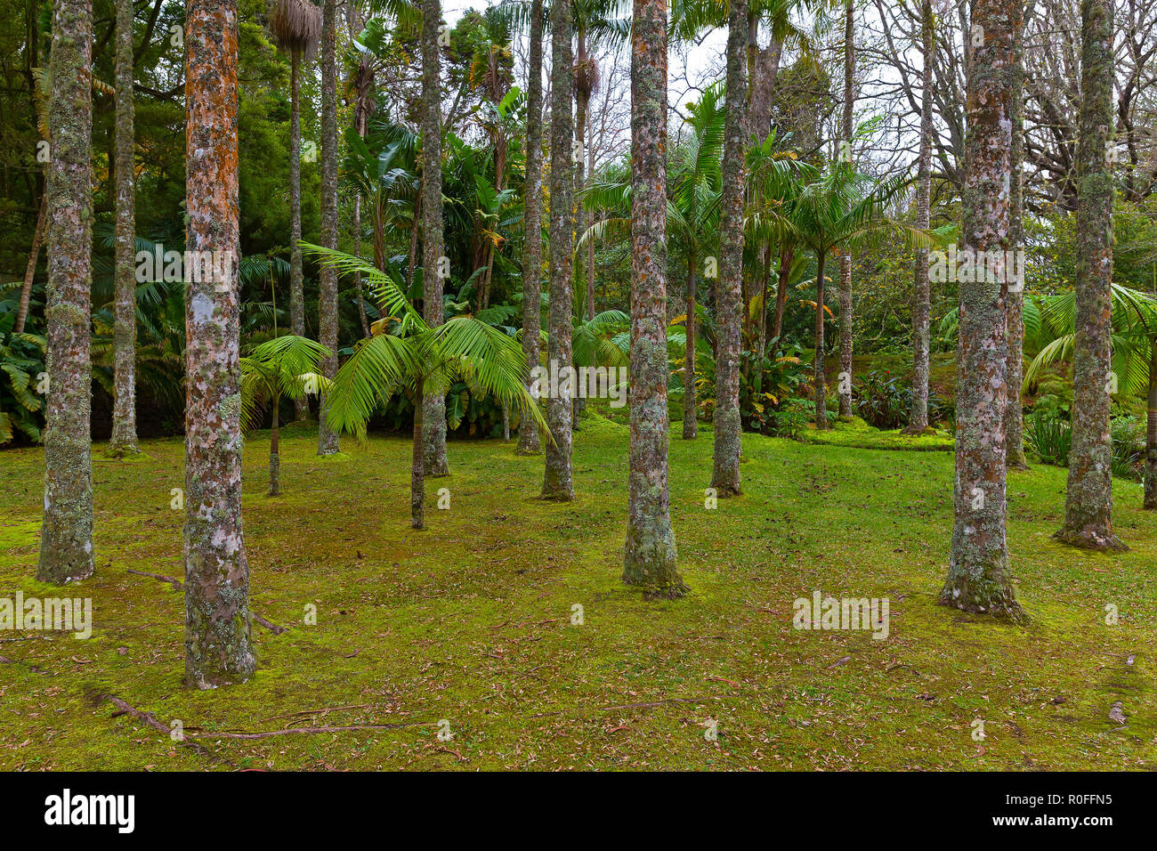 Azoren immergrünen wald -Fotos und -Bildmaterial in hoher Auflösung – Alamy