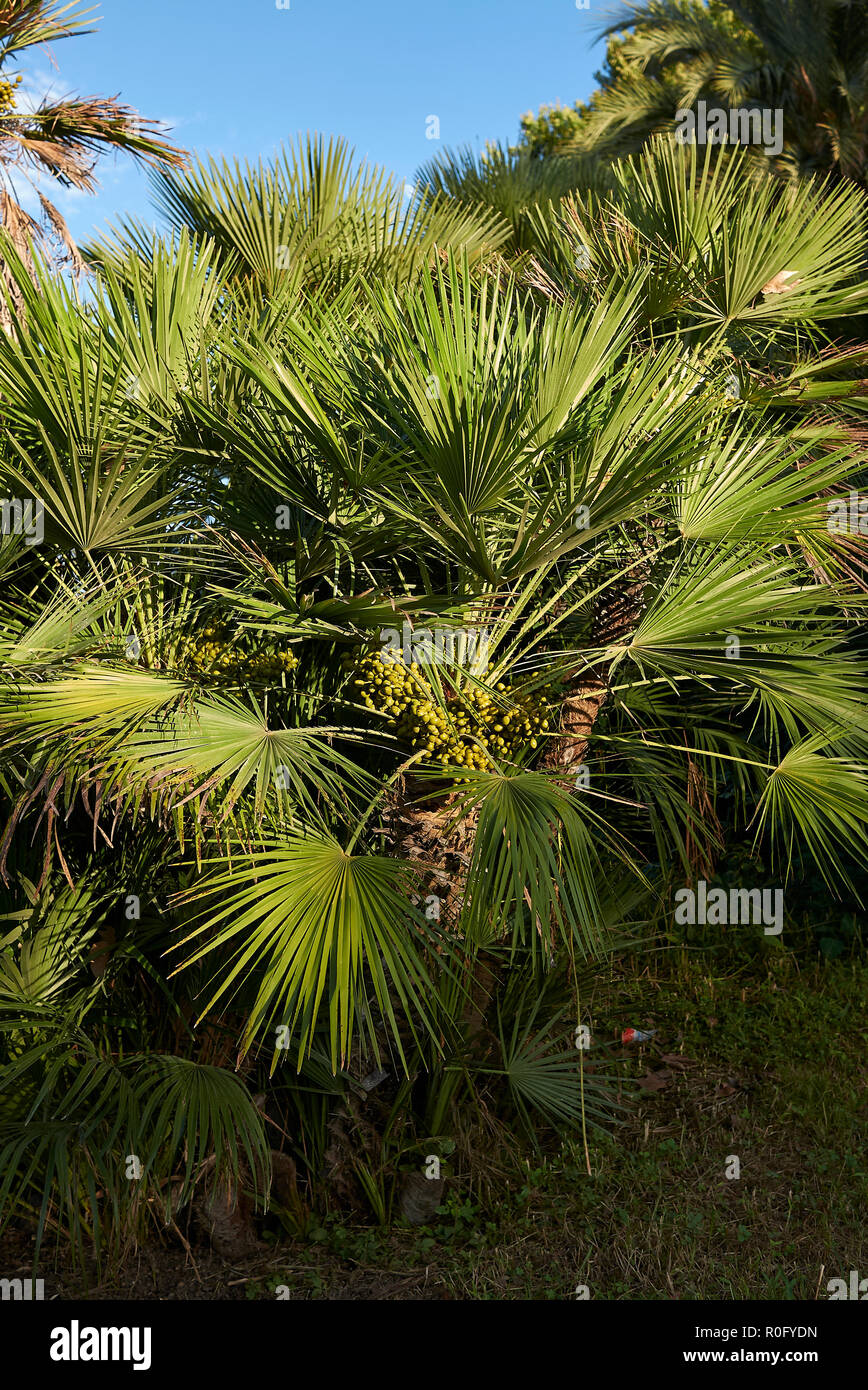 Dwarf palm chamaerops humilis -Fotos und -Bildmaterial in hoher Auflösung – Alamy