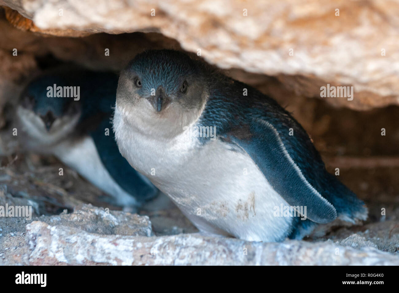 Kleine Blaue Pinguine Stockfotos und -bilder Kaufen - Alamy