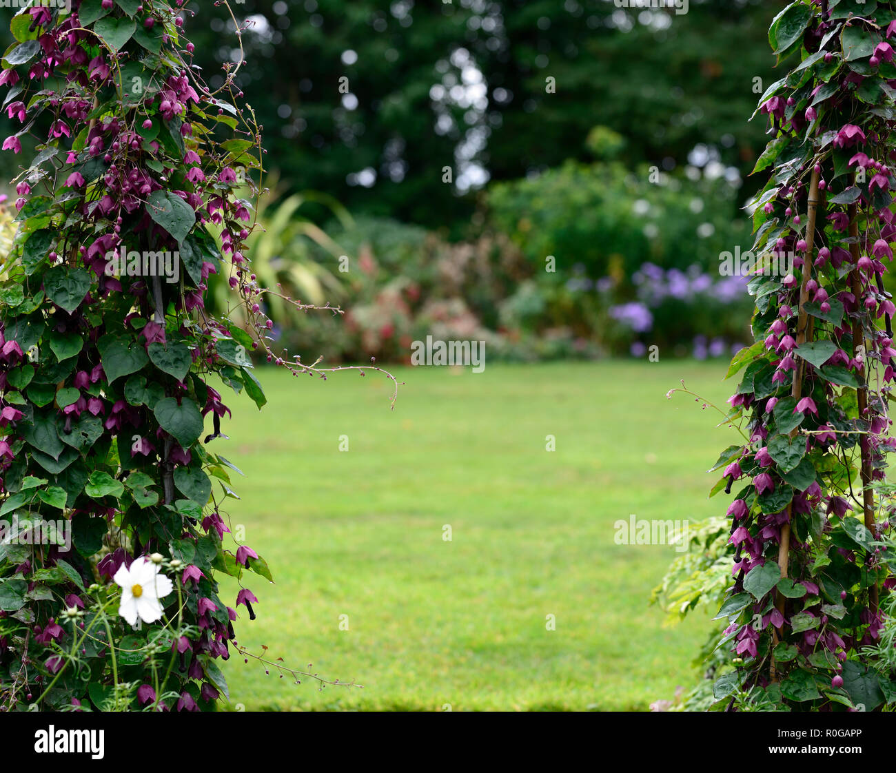 Ranken kletterer -Fotos und -Bildmaterial in hoher Auflösung – Alamy