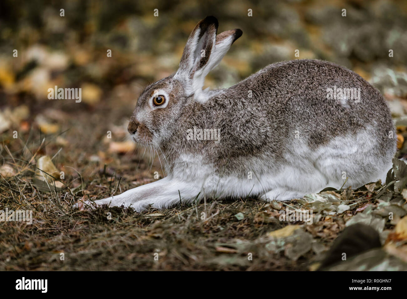 Edmonton jackrabbit -Fotos und -Bildmaterial in hoher Auflösung – Alamy