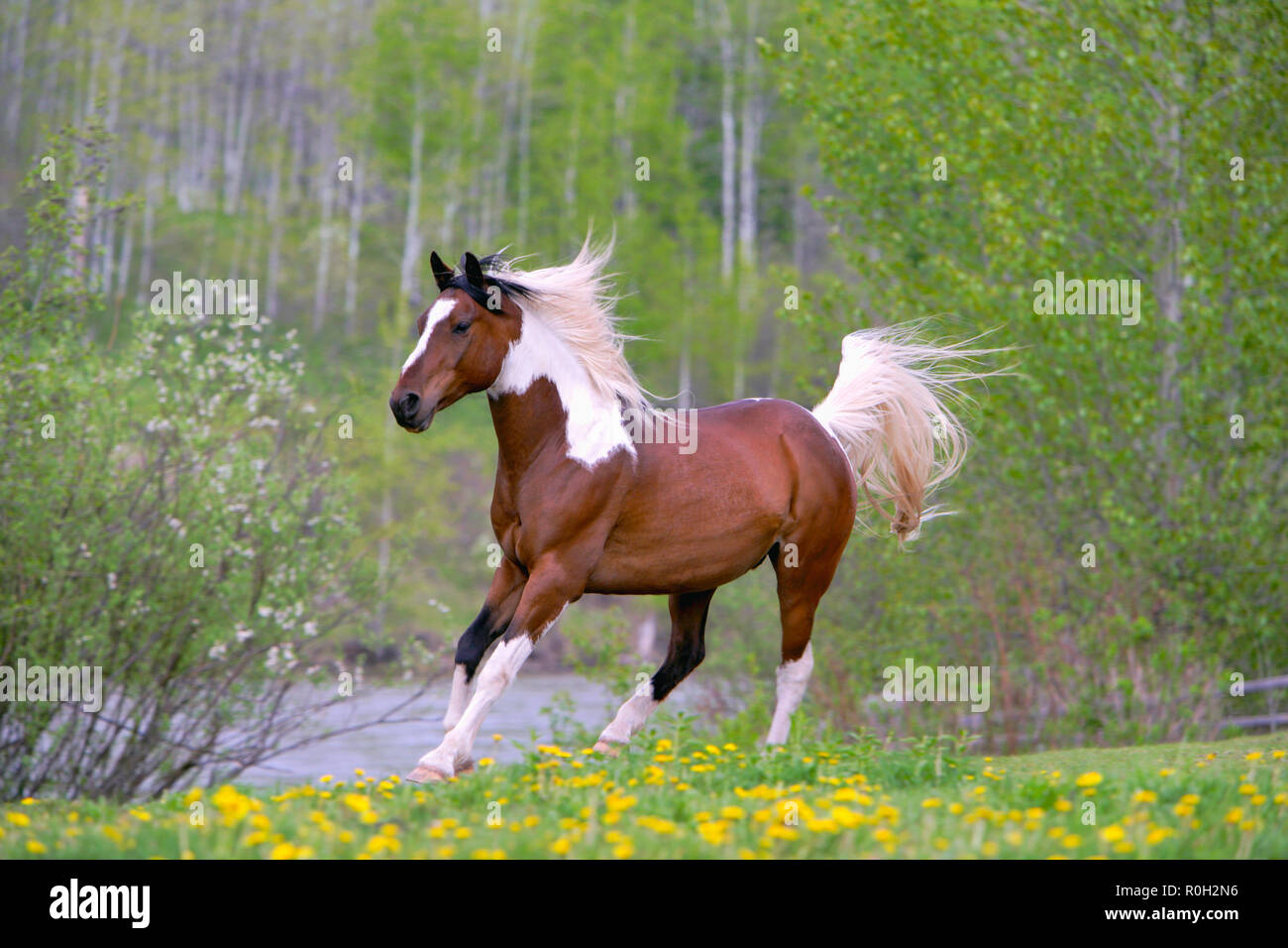 Pinto Pferd Stockfotos und -bilder Kaufen - Alamy