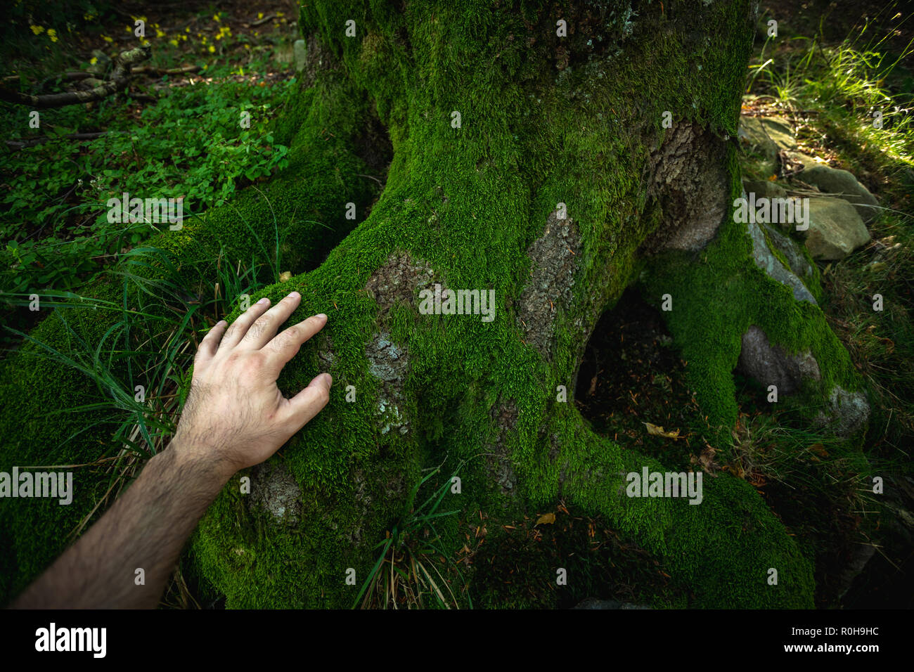Arm und stammverbindung -Fotos und -Bildmaterial in hoher Auflösung – Alamy
