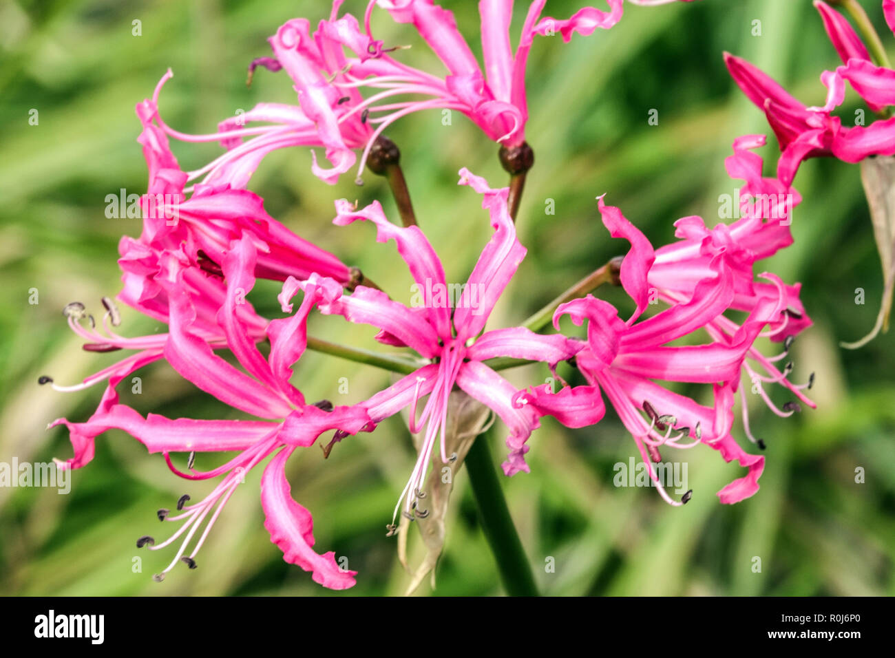 Nerine flower -Fotos und -Bildmaterial in hoher Auflösung – Alamy