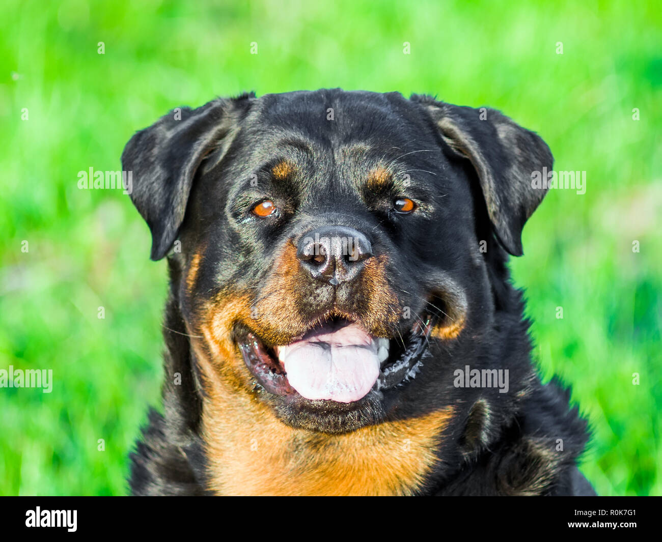 Rottweiler aggressive -Fotos und -Bildmaterial in hoher Auflösung – Alamy