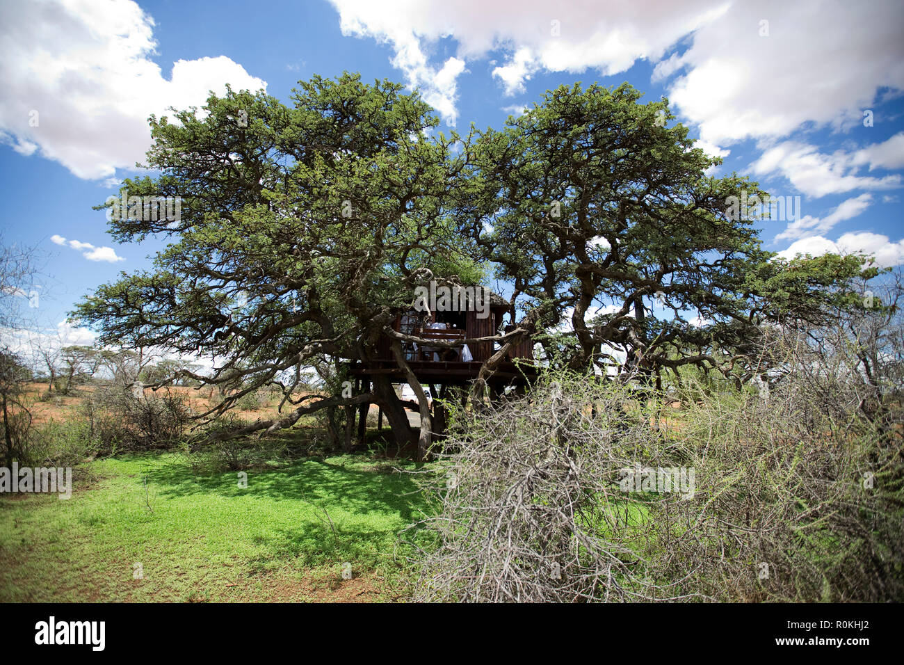 Mokala baum -Fotos und -Bildmaterial in hoher Auflösung – Alamy