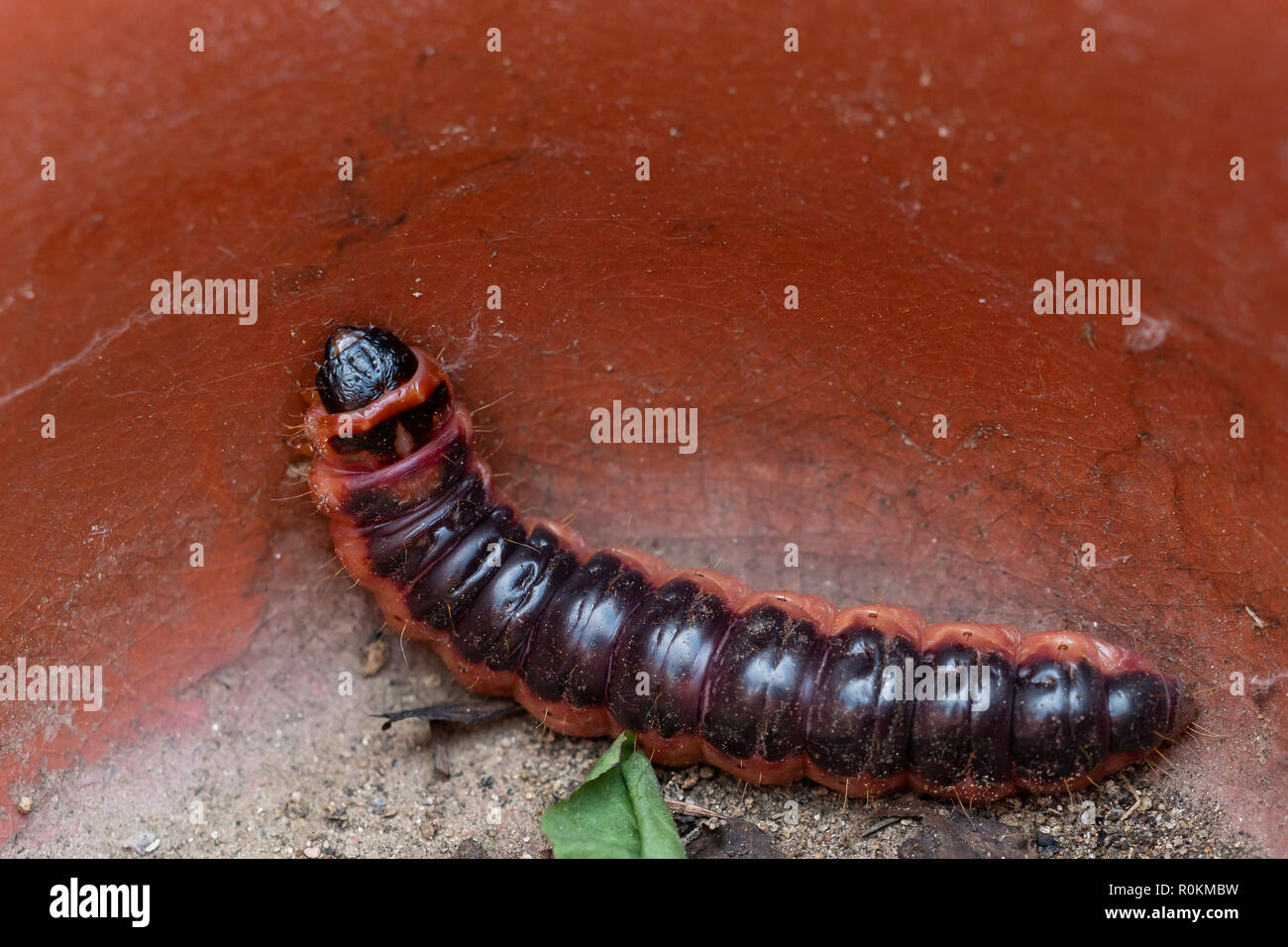 Ziegenmotte raupe große -Fotos und -Bildmaterial in hoher Auflösung – Alamy