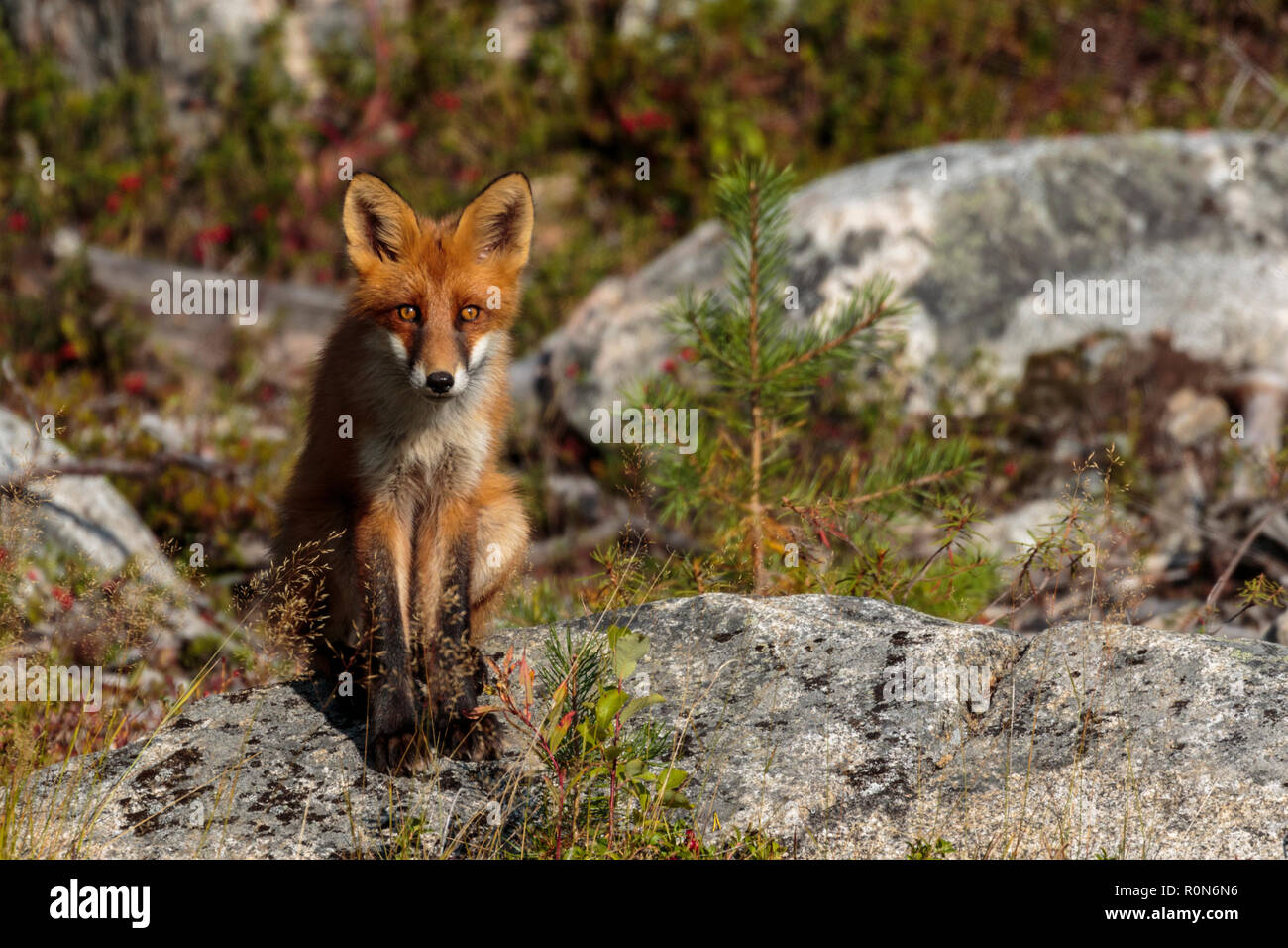 Fuchs rotfuchs tier im wald sitzen -Fotos und -Bildmaterial in hoher ...