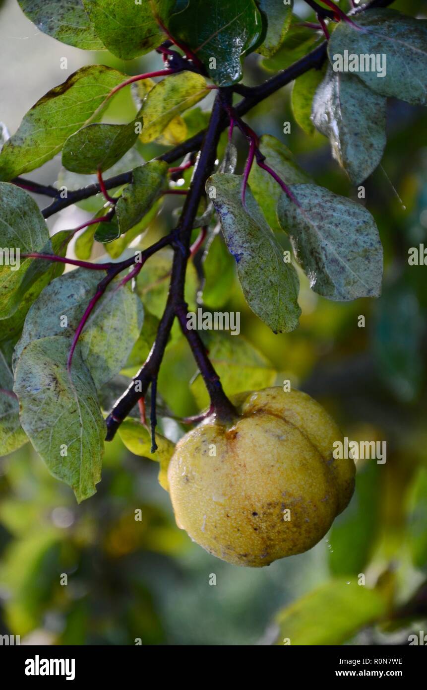 Fruechte hochformat obst pflanzen -Fotos und -Bildmaterial in hoher ...