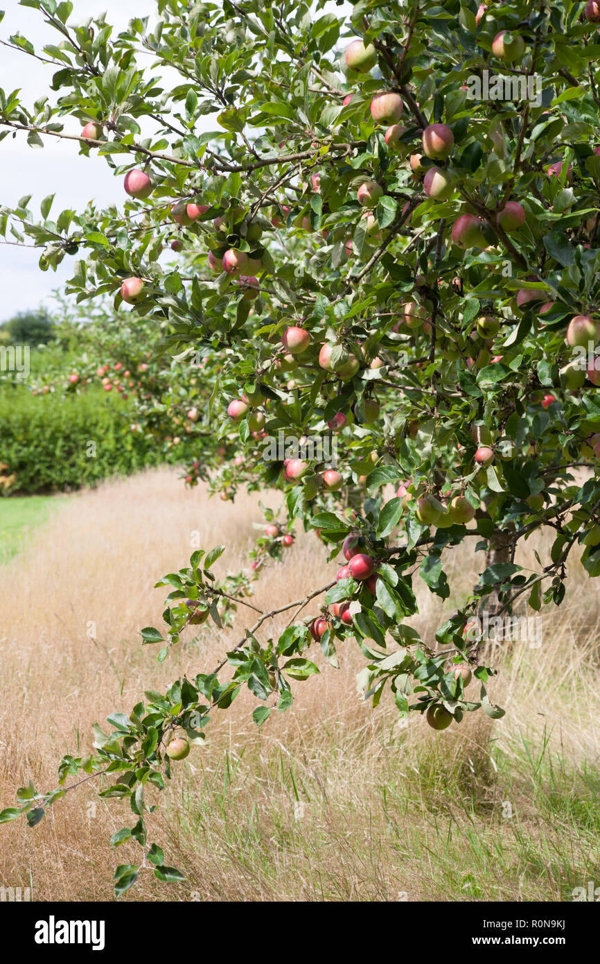 Apfelsorten Malus Domestica Stockfotos und -bilder Kaufen - Alamy