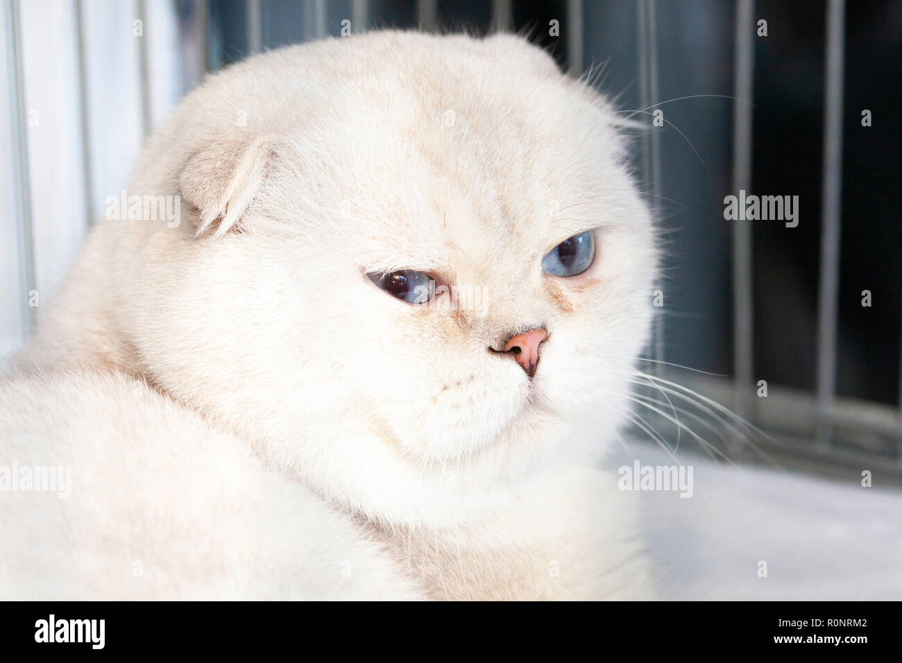 Scottish fold katze -Fotos und -Bildmaterial in hoher Auflösung – Alamy