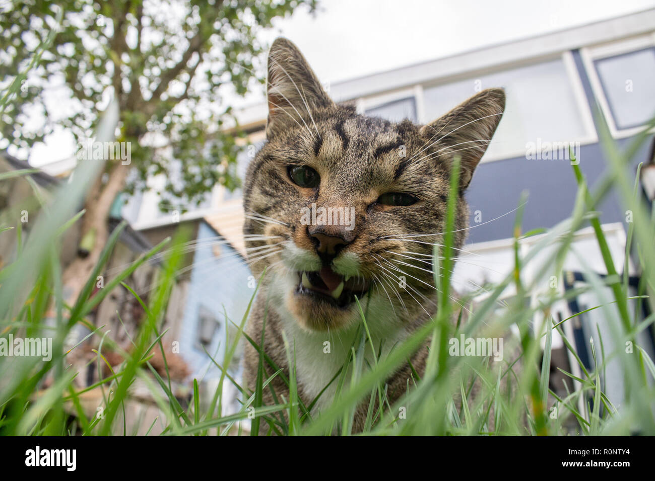 Katzenfutter Essen Stockfotos und -bilder Kaufen - Alamy