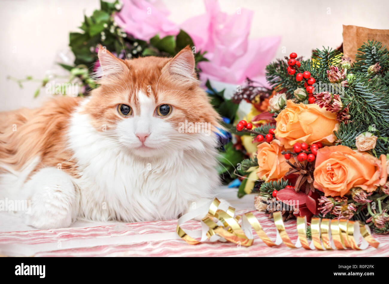 Katzen und Blumen Stockfotos und -bilder Kaufen - Alamy