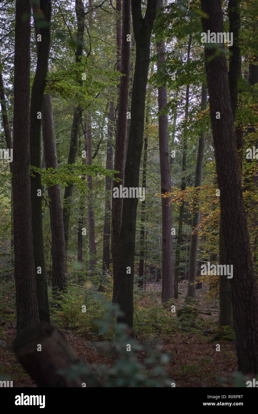 Ein deutscher mystiker -Fotos und -Bildmaterial in hoher Auflösung – Alamy
