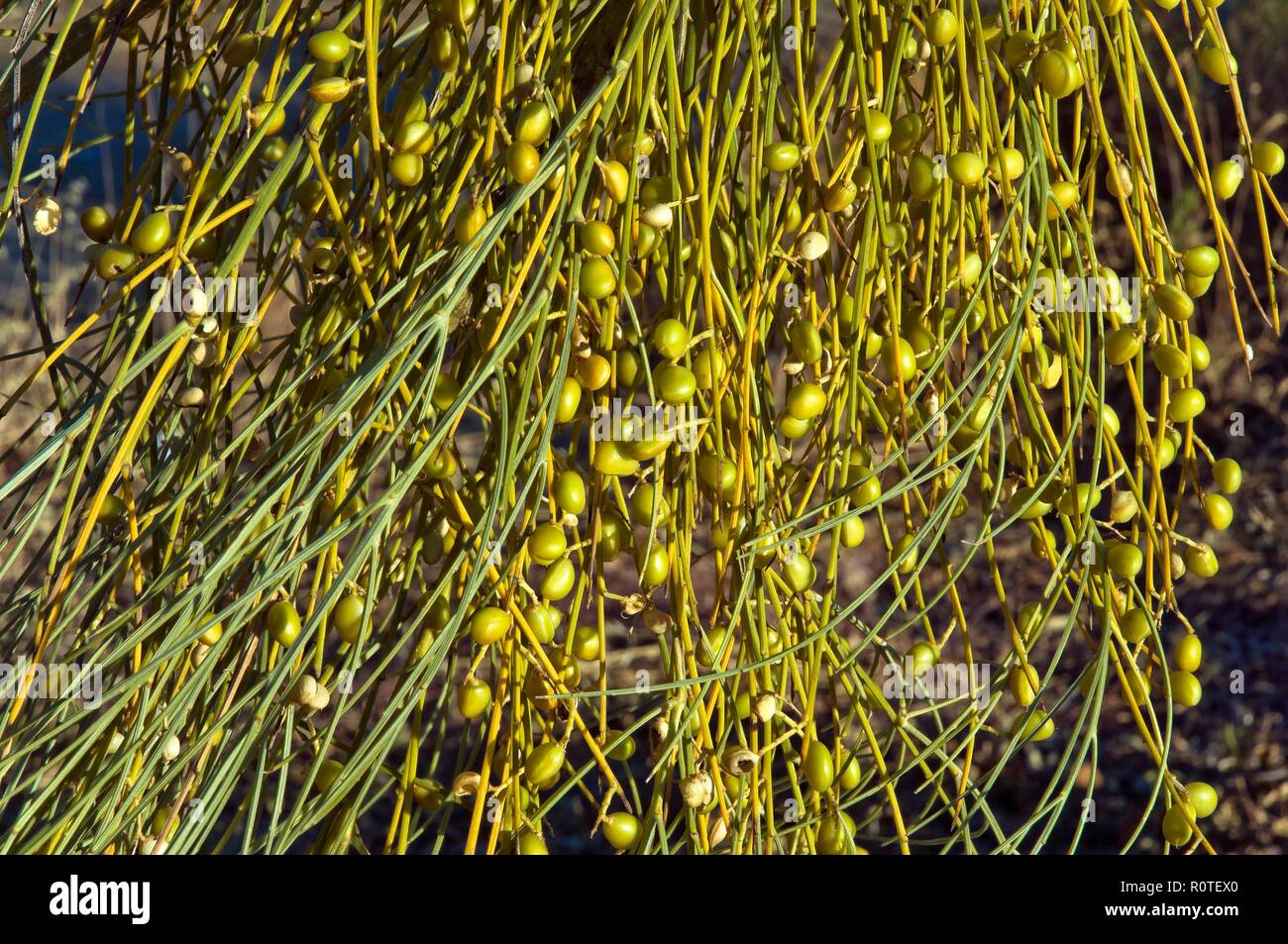 Retama sphaerocarpa -Fotos und -Bildmaterial in hoher Auflösung – Alamy