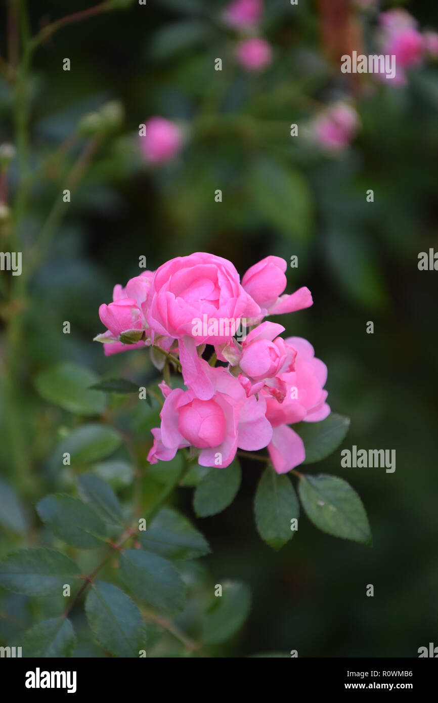 Rosa Busch Rosen als Symbol für die ewige Liebe, hell rosa Kletterrose ...